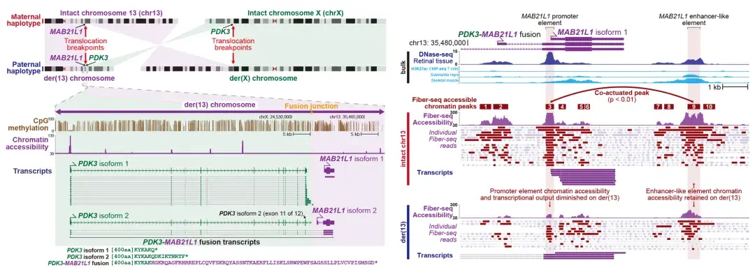突破传统 | 贝瑞基因Fiber-seq实现一次HiFi测序解锁全方位组学图谱 - 知乎