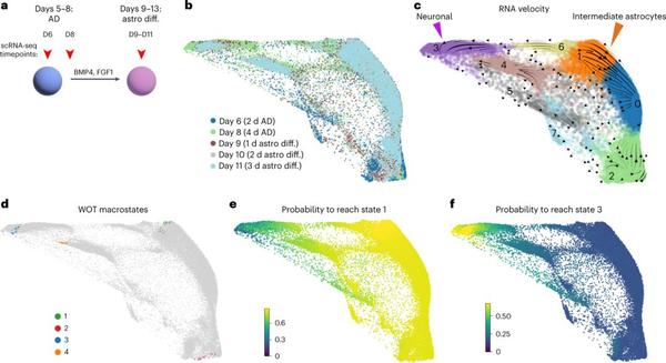 Nat Neurosci：星形胶质细胞分化调控的关键 - 知乎