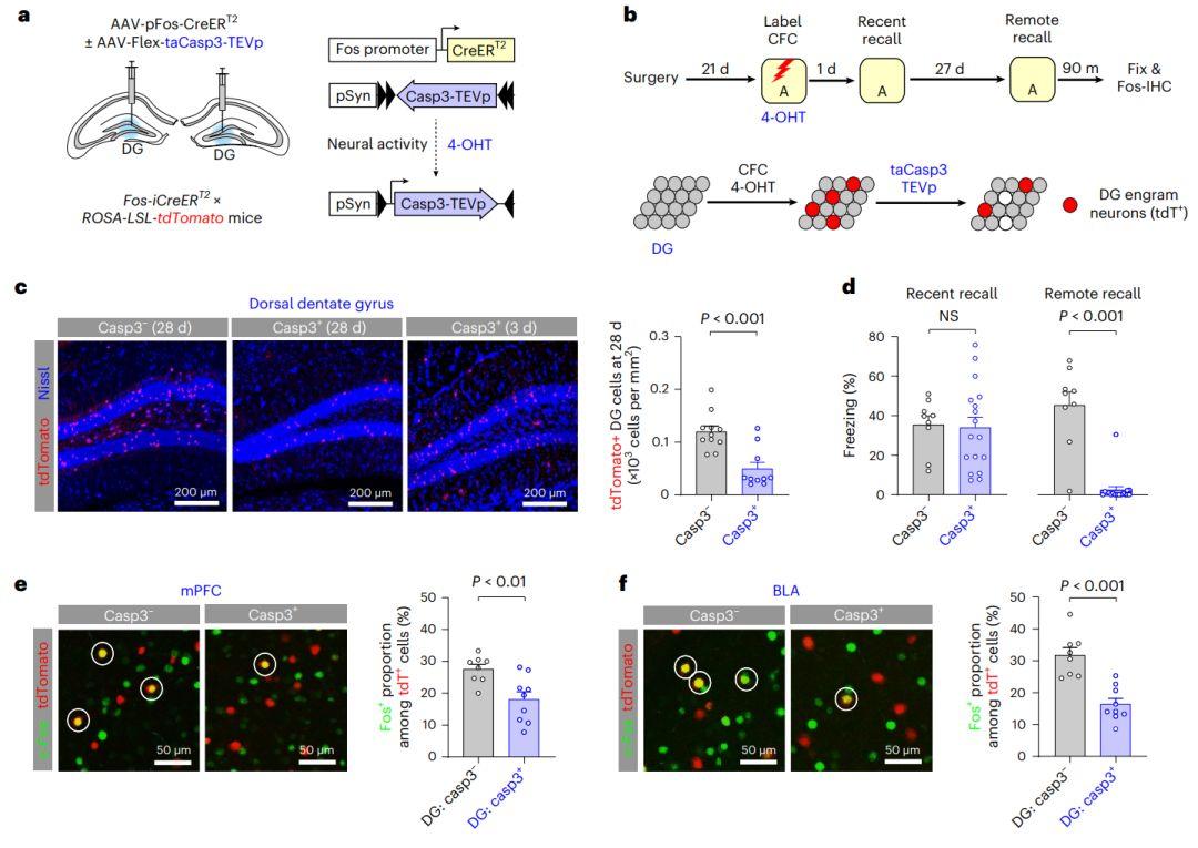 一朝被蛇咬十年怕井绳，研究揭示远程情境记忆的新皮层突触印记 - 知乎