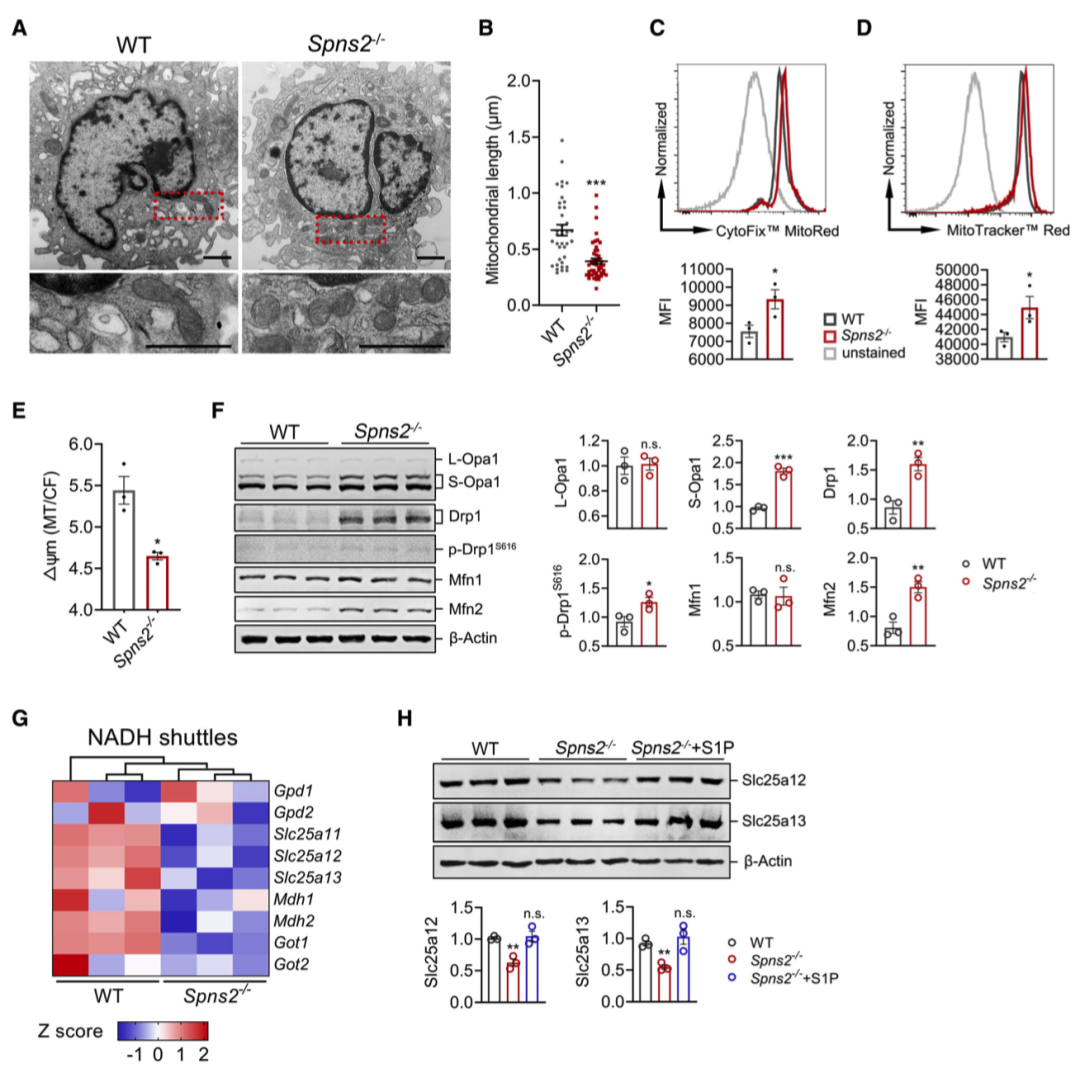 EMBO Reports丨增强巨噬细胞中的 Spns2/S1P 可减轻脓毒症中的过度炎症并防止免疫抑制 - 知乎