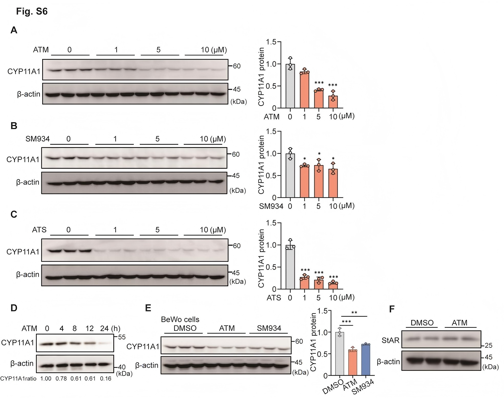 Science|复旦新发现：青蒿素通过介导LONP1-CYP11A1相互作用改善多囊卵巢综合征 - 知乎