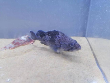 褐菖鲉与朝鲜平鲉（作者：木猫先辈） - 知乎