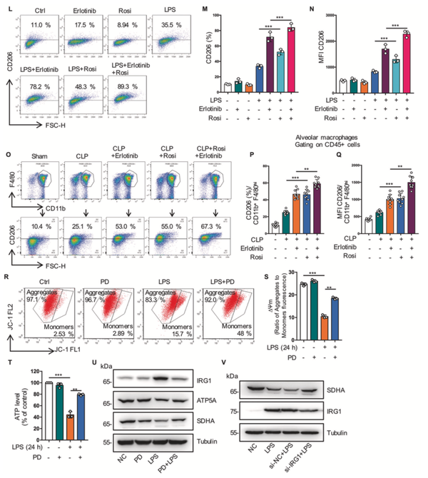CDD丨EGFR 和 Rab GTPases 协调 EGFR 运输以调节脓毒症中的巨噬细胞活化 - 知乎