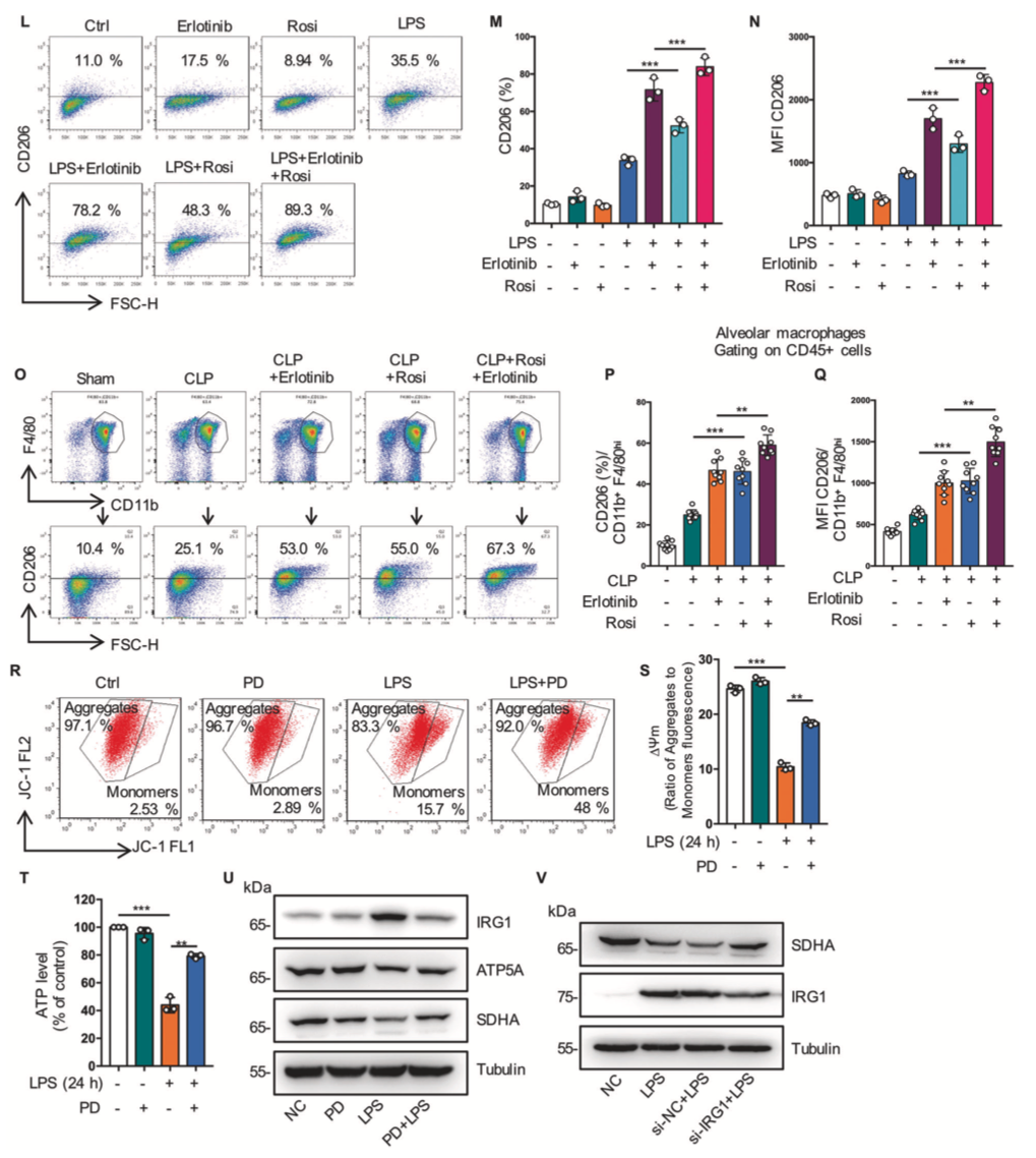 CDD丨EGFR 和 Rab GTPases 协调 EGFR 运输以调节脓毒症中的巨噬细胞活化 - 知乎