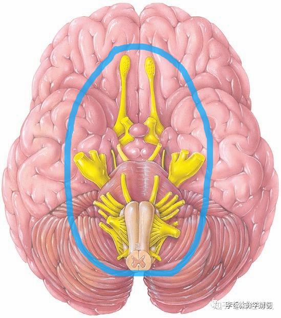 中枢神经系统和周围神经系统的区别？ - 知乎