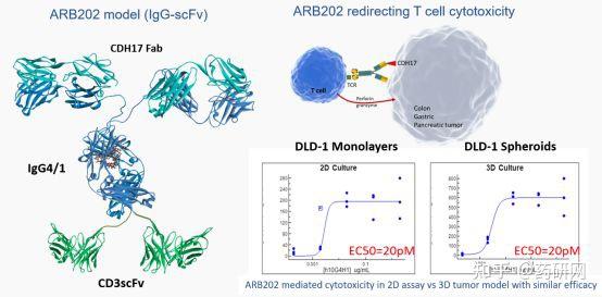 消化道肿瘤靶点新星：CDH17 - 知乎