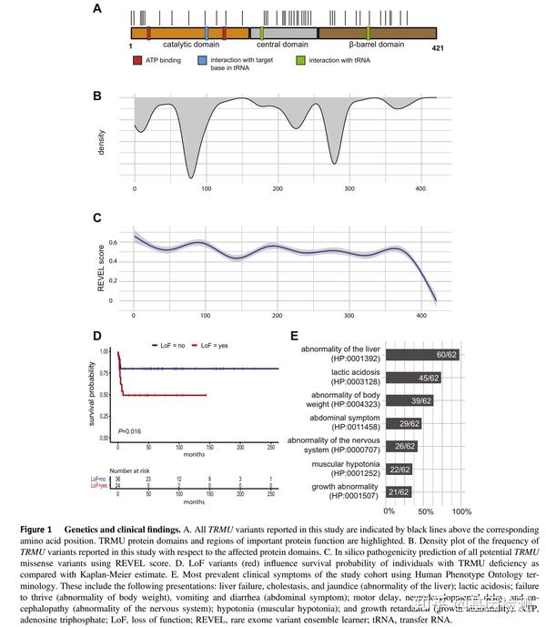 致病性TRMU变异引起的婴儿肝衰竭的基因型和表型谱 - 知乎