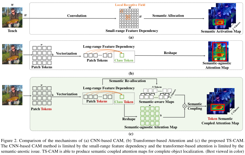 【论文阅读】《TS-CAM: Token Semantic Coupled Attention Map for Weakly Supervised Object Localization》 - 知乎
