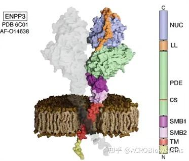 ENPP3亮剑AACR，引领癌症治疗新篇章 - 知乎