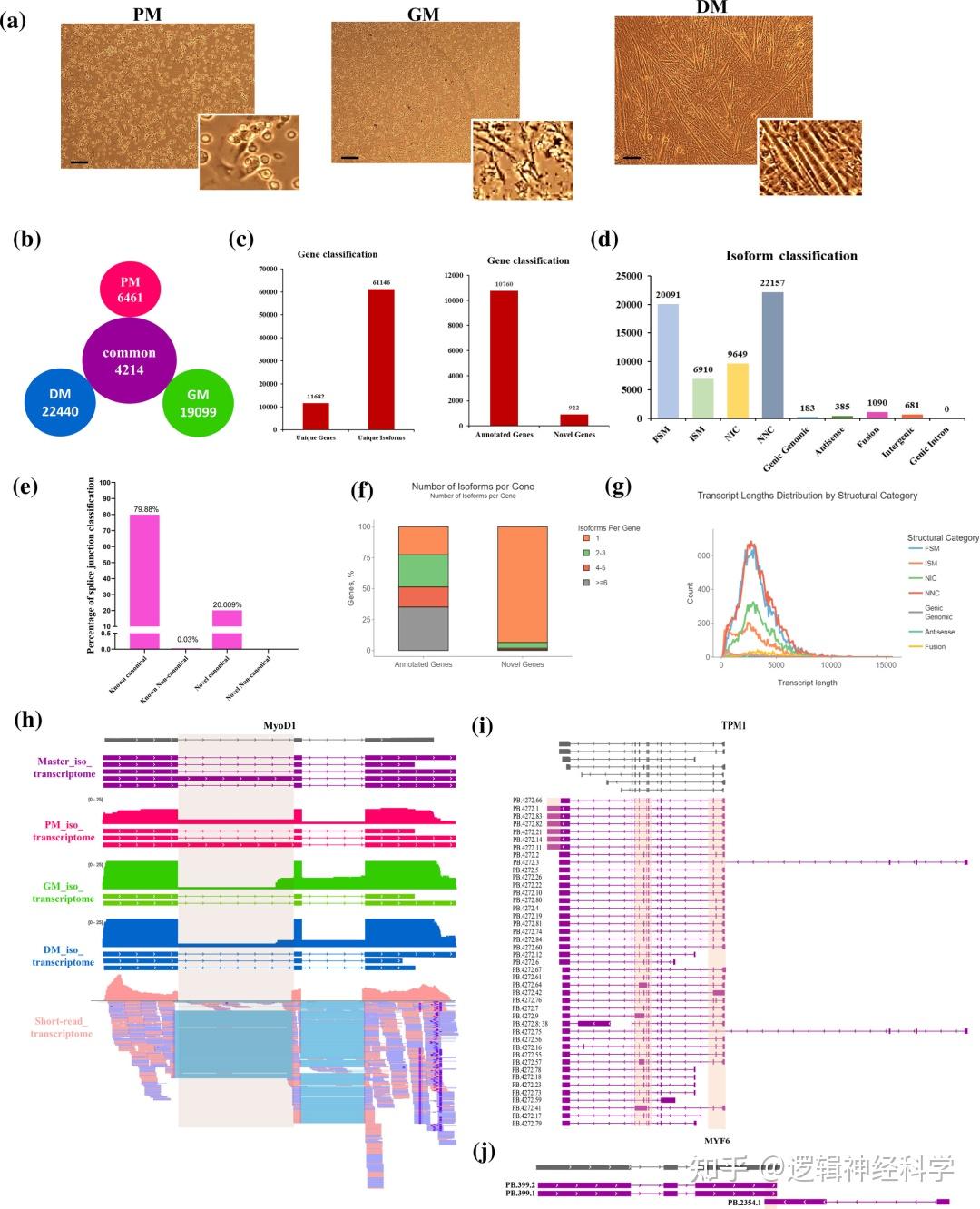 Cell Prolif︱华南农业大学团队揭示肉鸡体外肌纤维形成过程的可变剪接动态以及TRA2B的剪接调控作用 - 知乎