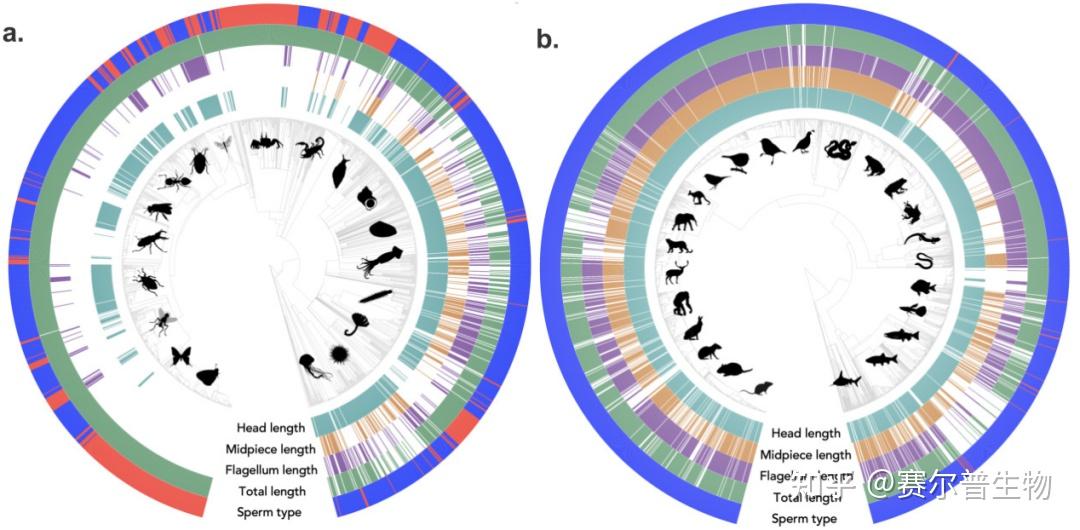 神仙网站PhyloPic：顶刊进化树剪影素材免费下载 - 知乎
