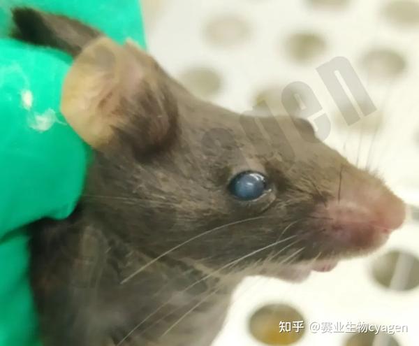 鼠鼠：谁来可怜可怜生病的我…… - 知乎