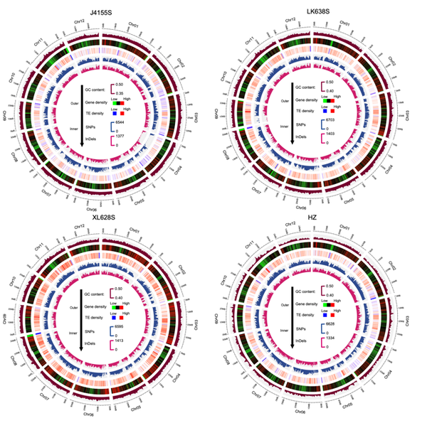 最新最全！10个物种的15篇T2T基因组文章汇总！ - 知乎