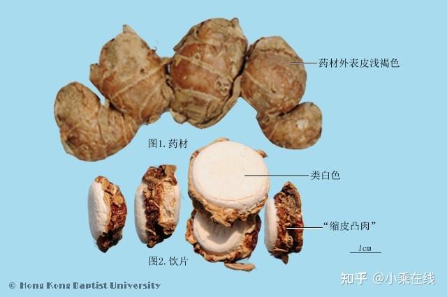 山柰（中药材资料、植物图像） - 知乎