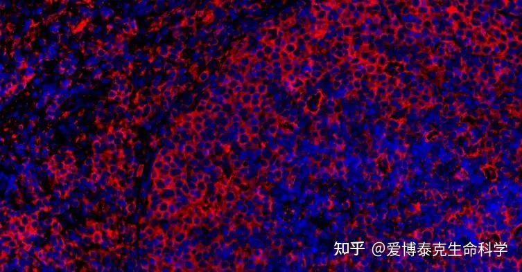 免疫学实验美图赏析馆（第三期） - 知乎