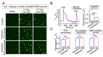 NB：浙大徐贞仲组揭示内源性Chemerin-ChemR23信号的镇痛机制 - 知乎