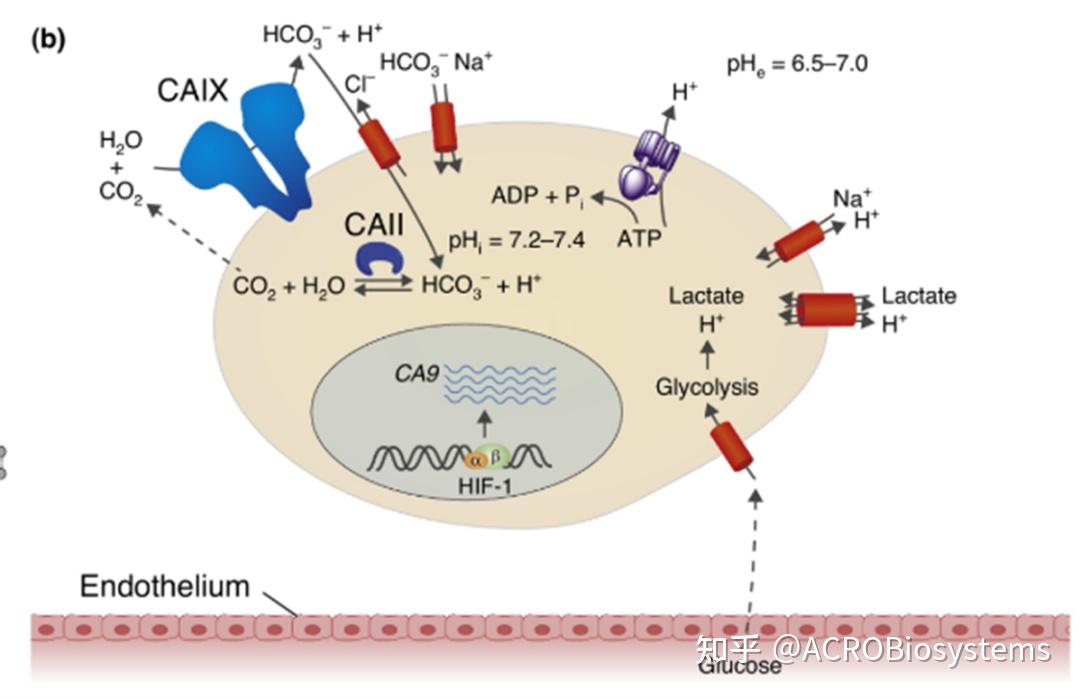 剑指缺氧实体瘤：靶向碳酸酐酶IX多点开花 - 知乎