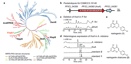 Nat Commun│从真菌中发现柚皮素合成的新途径 - 知乎