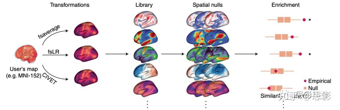 Neuromaps: 大脑结构和功能的图解 - 知乎