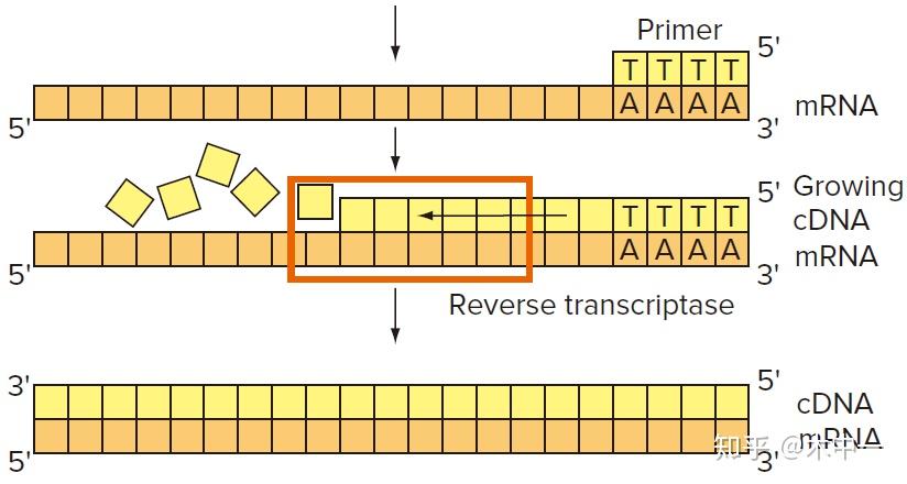解读遗传信息之二——基因组注释 - 知乎