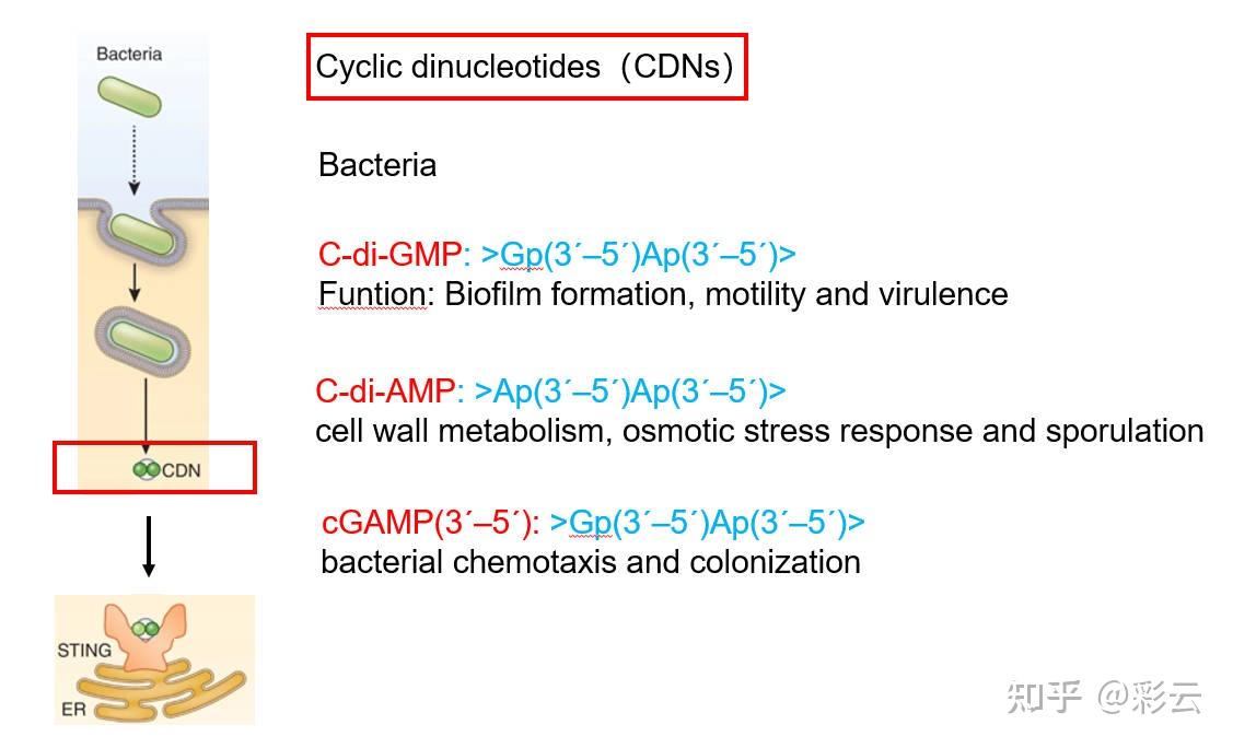 cGAS-STING信号通路发现史（中上） - 知乎