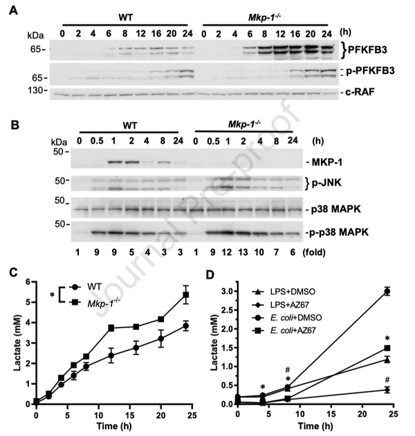 JBC丨p38 MAPK 和 MKP-1 在脓毒症期间通过双功能糖酵解调节剂 PFKFB3 控制糖酵解程序 - 知乎