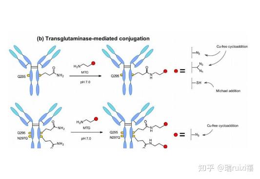 ADC抗体偶联---CAS644981-35-1 Val-Cit-PAB-MMAE 简介 - 知乎