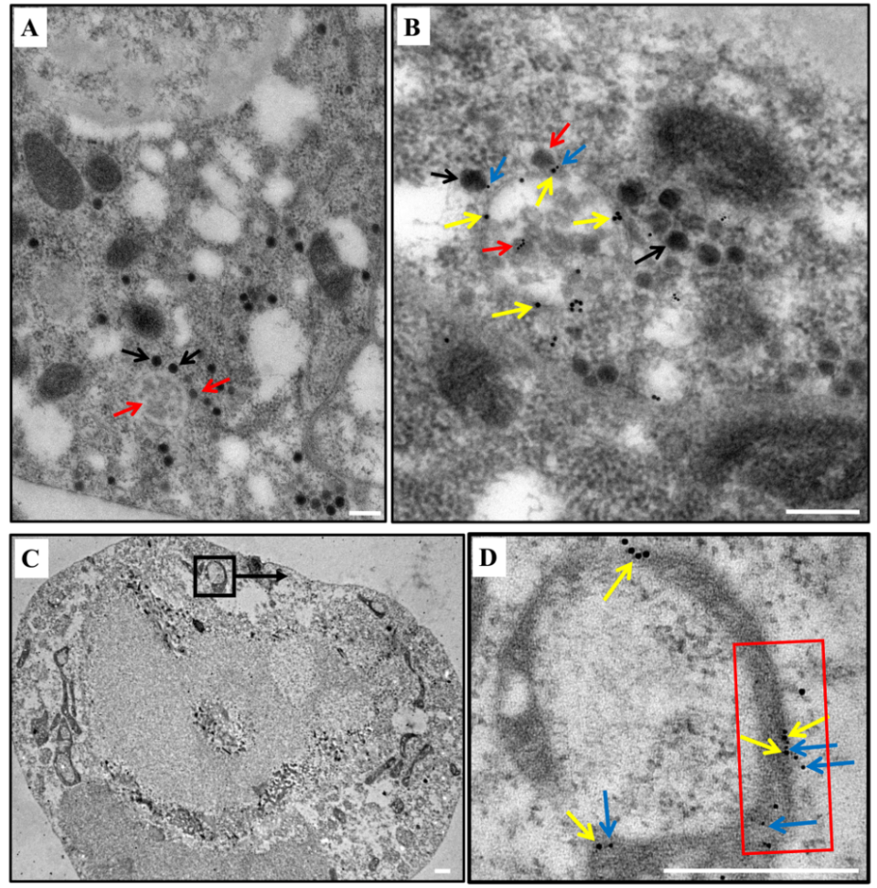 PloS Pathog︱中国农业科学院植物保护研究所王锡锋团队揭示植物病毒操纵介体昆虫自噬促进持久传播的机制 - 知乎