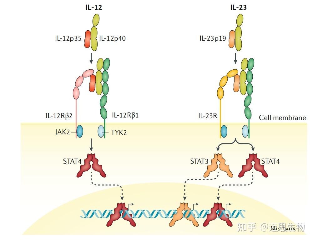 免疫引擎IL12的核心部件IL12B - 知乎