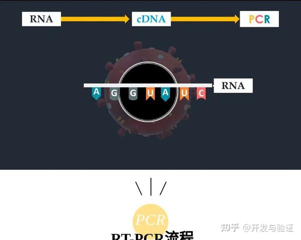 科普 | 实时PCR检测如何检出新冠病毒？ - 知乎