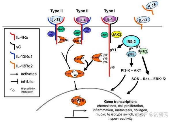 靶点黑马IL-4，有望进军慢阻肺 - 知乎