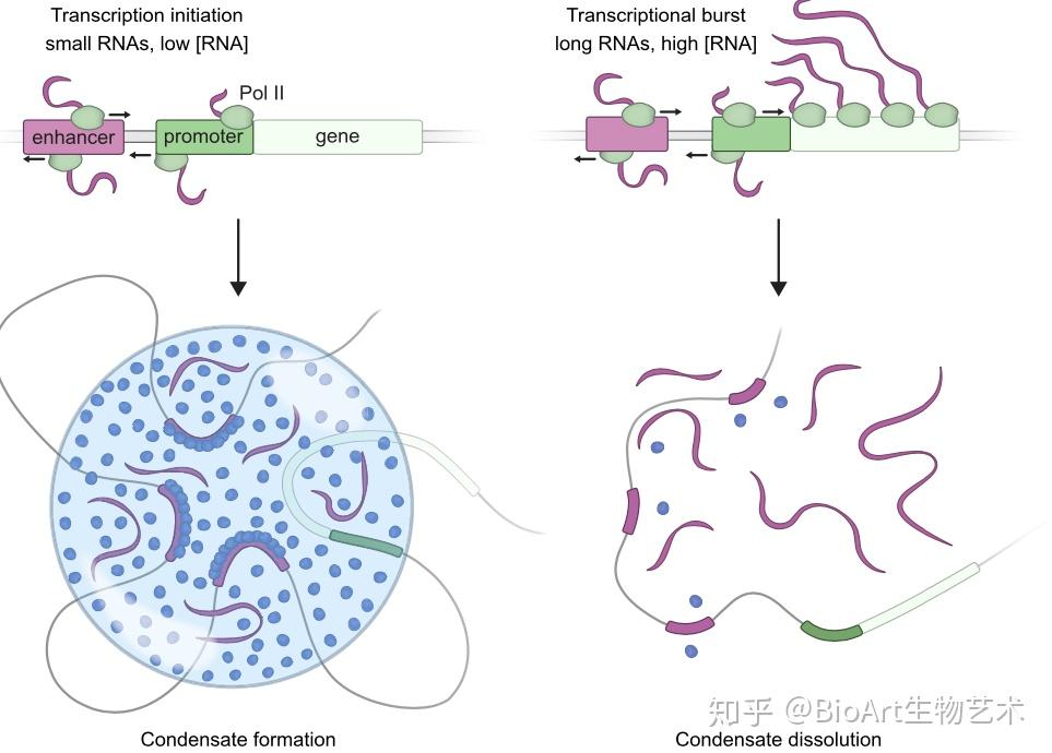 Cell | 转录形成的RNA通过调控Mediator的相分离对转录过程进行反馈调节 - 知乎