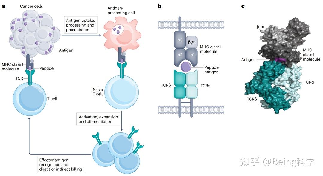 Nature Reviews | 人工智能如何预测T细胞特异性？ - 知乎