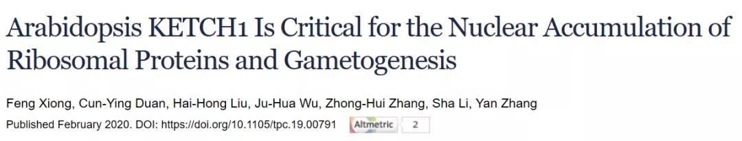 Plant Cell | 山东农大张彦/李厦团队揭示核输入蛋白KETCH1调控雌雄配子体发育的机制 - 知乎