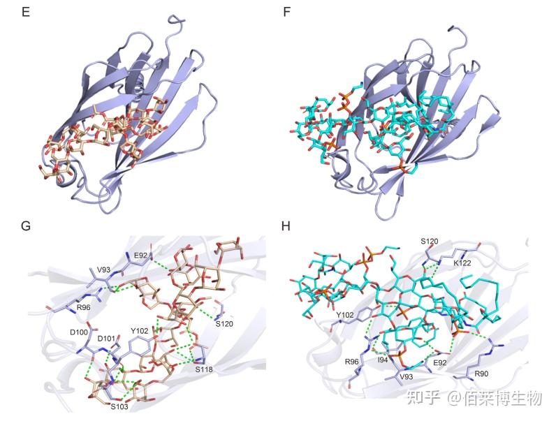 脂多糖（LPS）与蛋白亲和力测定的几种方法：SPR、ITC、BLI、MST - 知乎