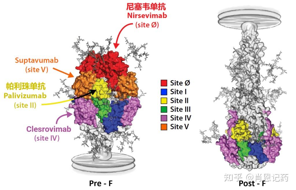 如何记住所有FDA批准生物药？| Palivizumab帕利珠单抗、Nirsevimab尼塞韦单抗 | 预防下呼吸道合胞病毒RSV感染 - 知乎