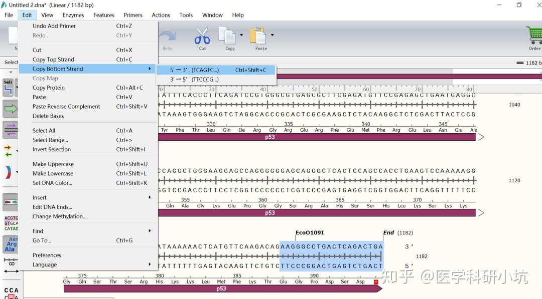 （更新软件版本）分子克隆 ：SnapGene 最全最详细使用教程 - 知乎
