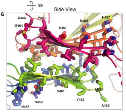 Science | 突破：首次得到免疫球蛋白A（IgA）的结构 - 知乎
