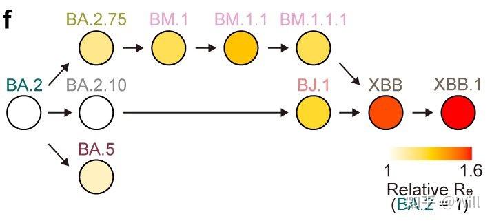 XBB 1.5访谈手打笔记+翻译 - Dr. Eric Feigl-Ding, Dr. David Berger - 知乎