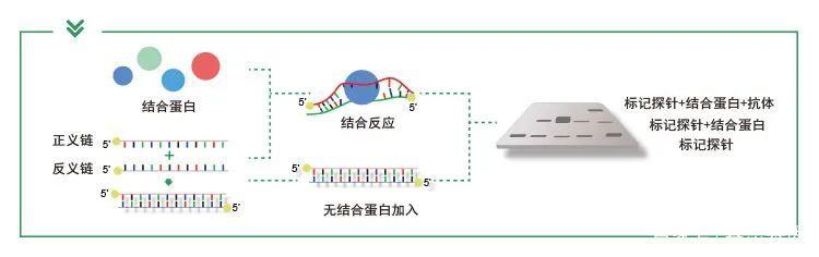 凝胶迁移（EMSA）实验详解 - 知乎