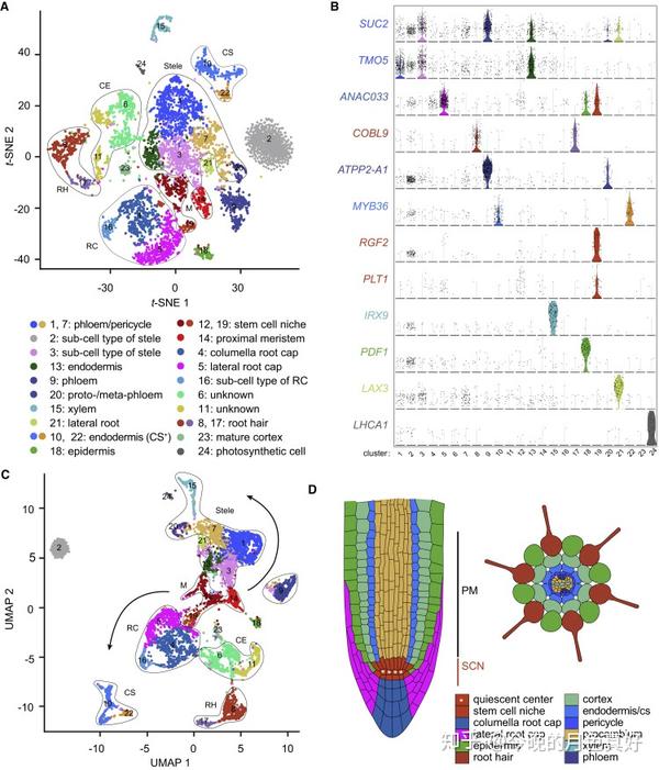每天一篇单细胞44--国内第一篇植物单细胞测序 - 知乎