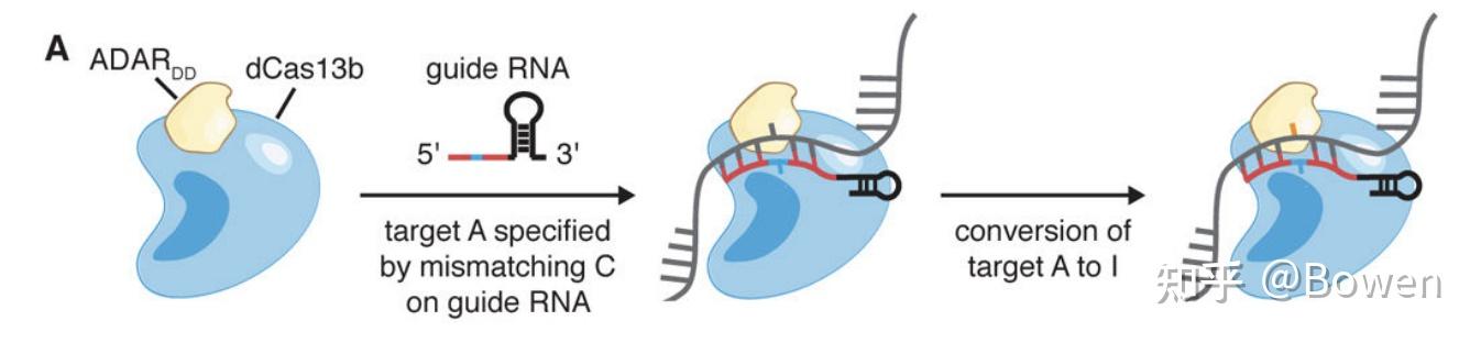 CRISPR-Cas13系统的分类、功能及应用 - 知乎