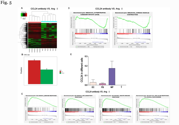 CCL24/CCR3轴通过刺激M2型巨噬细胞极化和成纤维细胞活化在Ang II诱导的心力衰竭中发挥核心作用 - 知乎