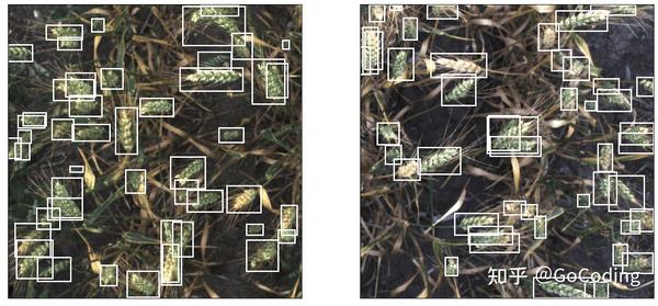 TorchVision Faster R-CNN 微调，实战 Kaggle 小麦检测 - 知乎