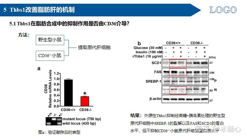 组会文献汇报：Thbs1改善饮食诱导IR小鼠的肝脏脂肪变性并与人类肝脏脂肪含量相关 - 知乎