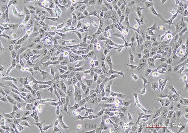 人胰腺癌细胞系CFPAC-1 - 知乎