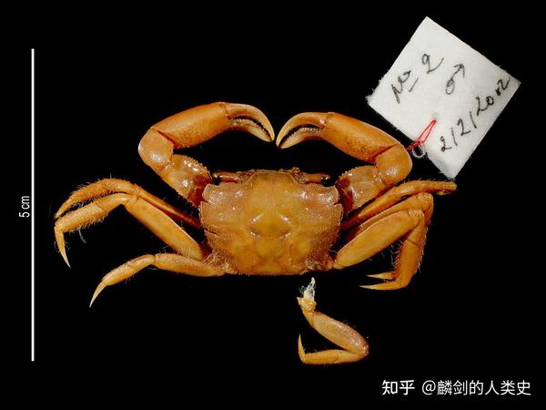 【动物界全系列】方蟹总科—弓蟹科 - 知乎
