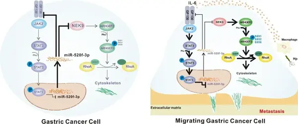 Theranostics:空军军医大学第一附属医院团队揭示NEK9在细胞骨架及胃癌转移中作用和机制 - 知乎