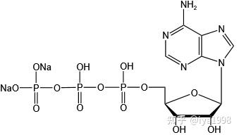 三磷酸腺苷二钠（Adenosine 5’-triphosphate disodium salt）-杭州美亚药业-987-65-5 - 知乎