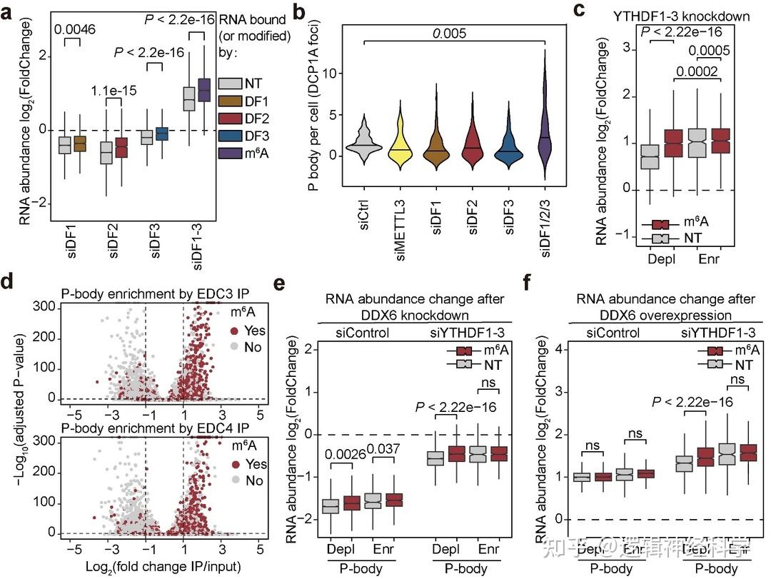 Genome Biol︱芝加哥大学何川团队解析YTHDF家族蛋白功能的“不同”与“同” - 知乎